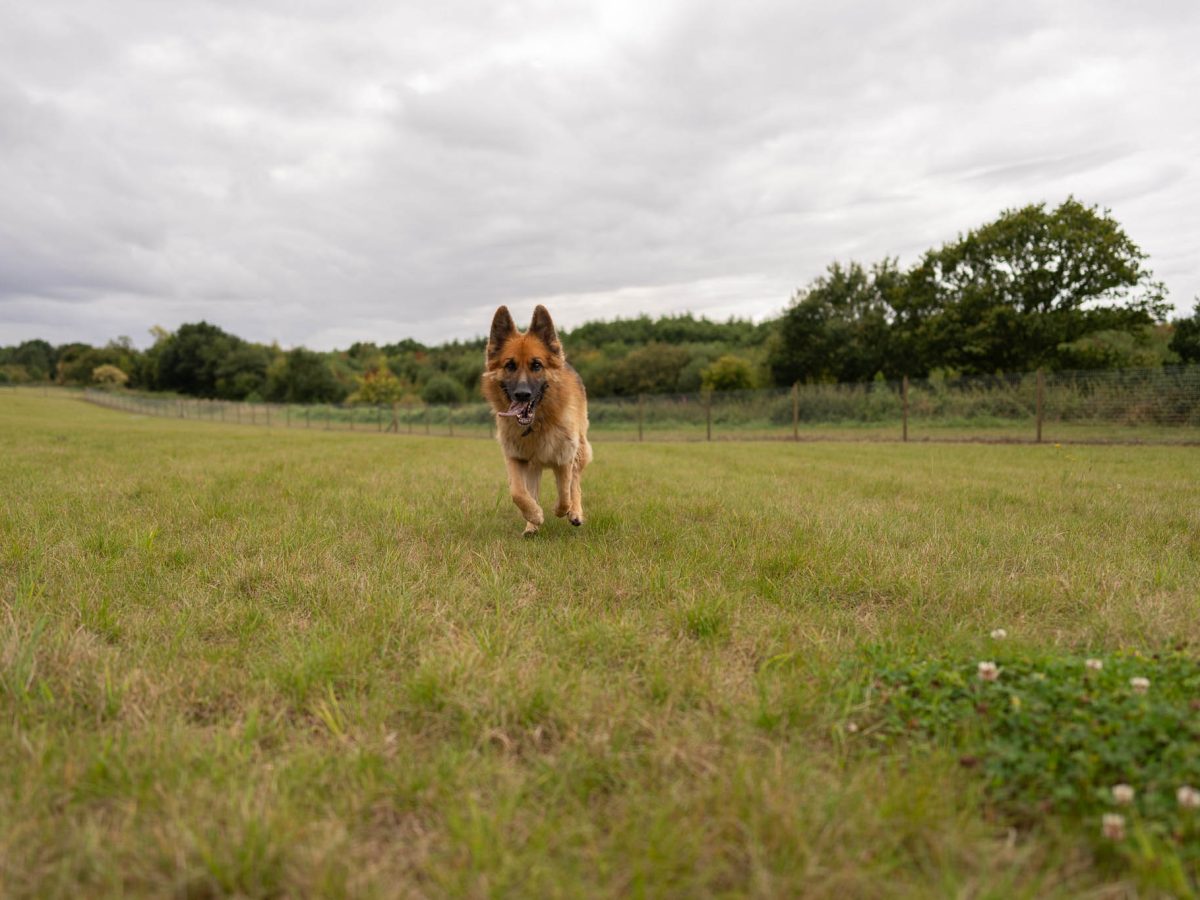 Image Gallery – Perry Dog Field