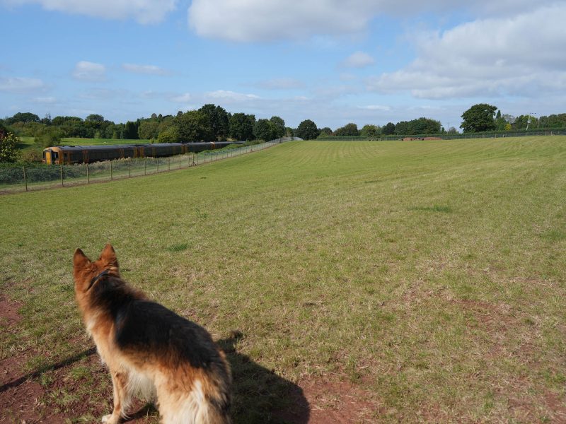 Perry Dog Field – A Secure Dog Field Near to Kidderminster, Stourport ...