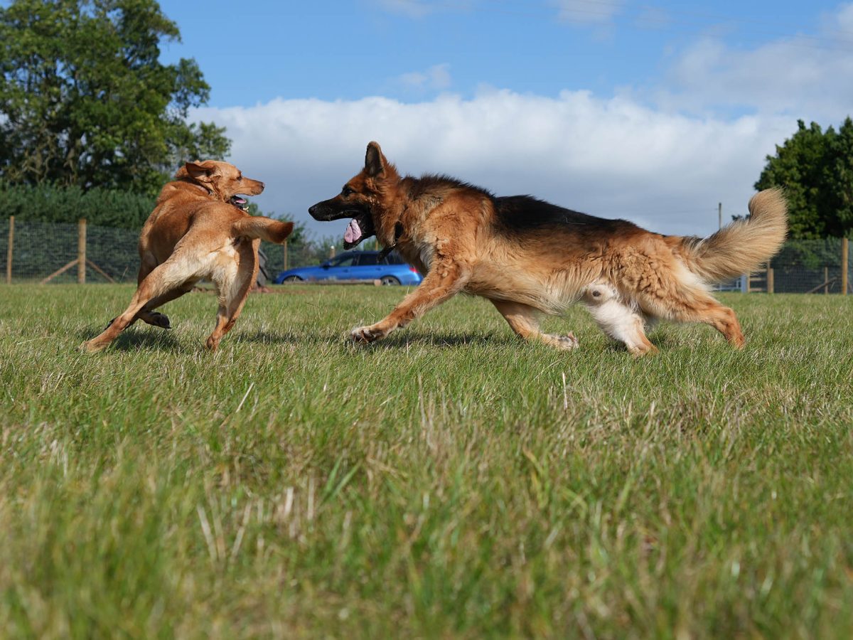 Image Gallery – Perry Dog Field