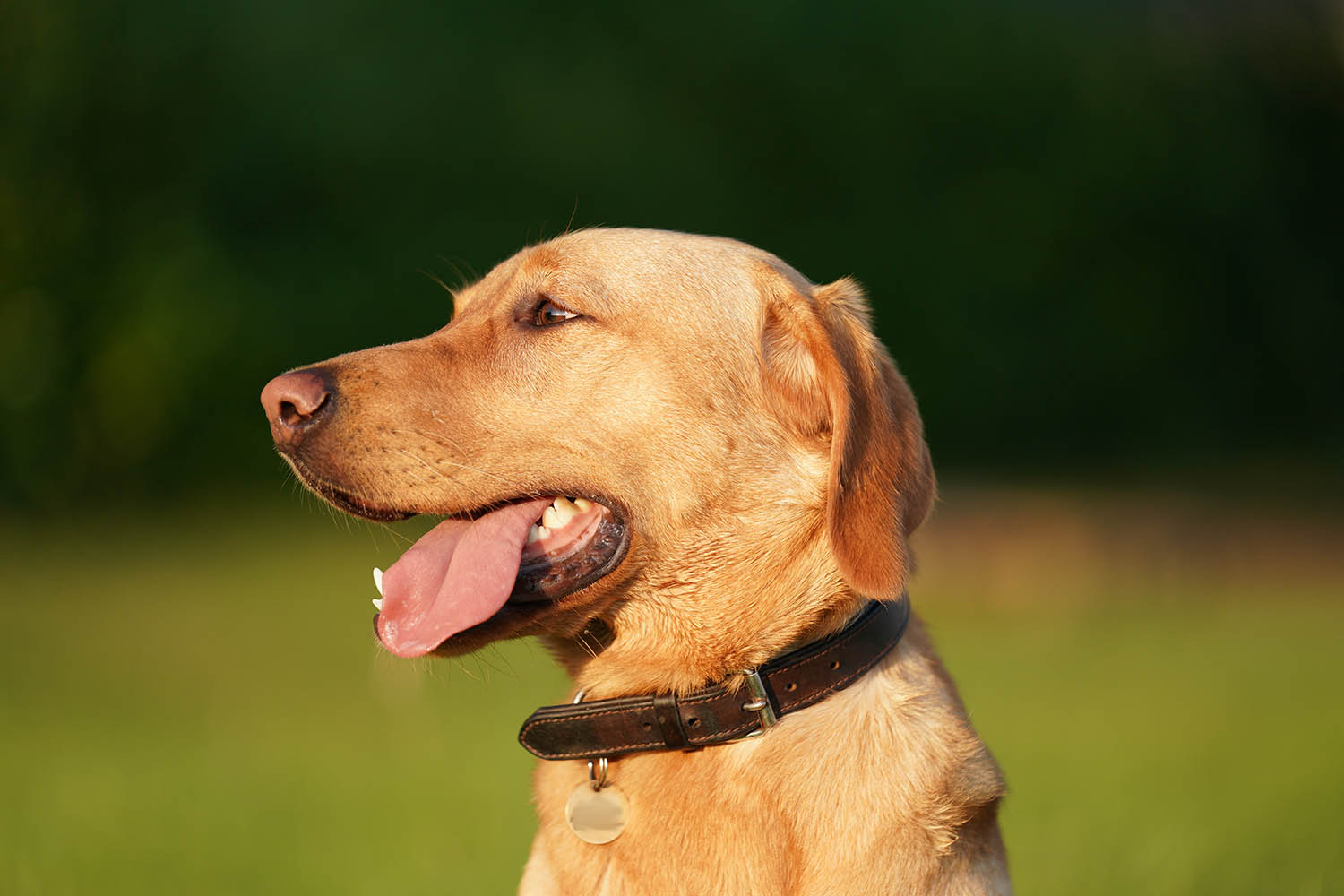 Bookings – Perry Dog Field